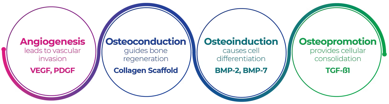 NMP Technology | Induce Biologics Bone Regeneration Science